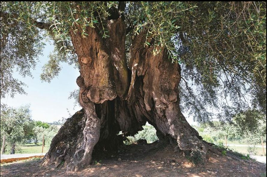Nasceu há 3350 anos oliveira mais antiga de Portugal